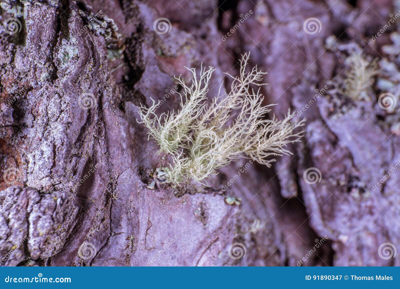 Lichen stock image. Image of foliose, lichenicolous, cyanobacteria ...