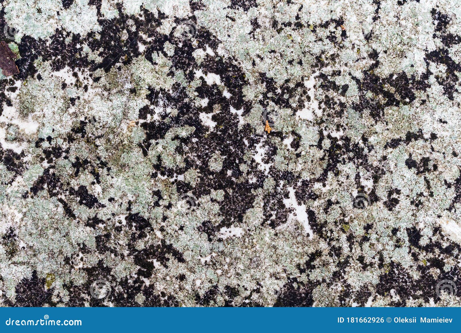 Lichen on a Flat Stone Forms a Contrasting Texture, the Concept of ...