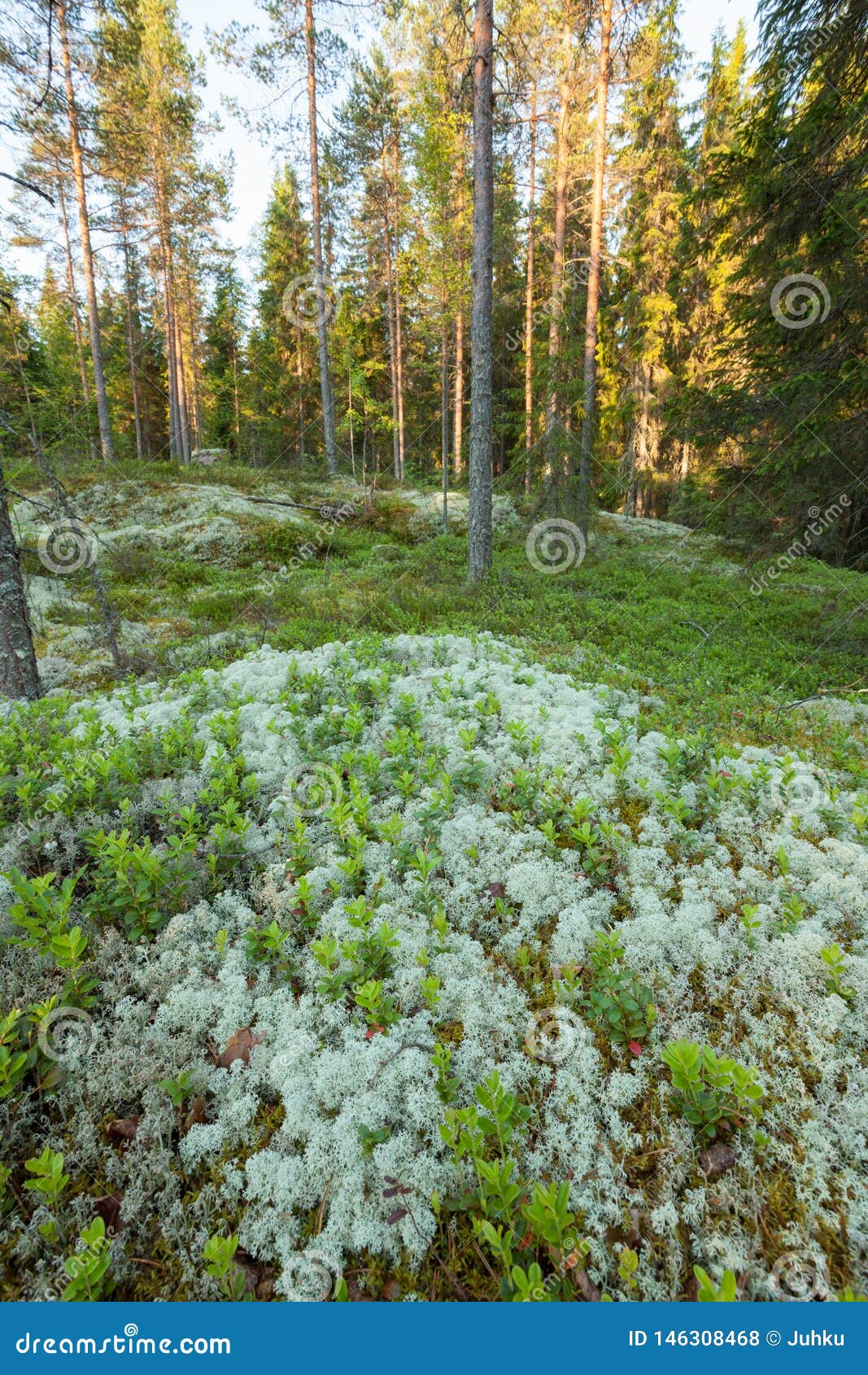 Lichen in forest landscape stock photo. Image of beautiful - 146308468