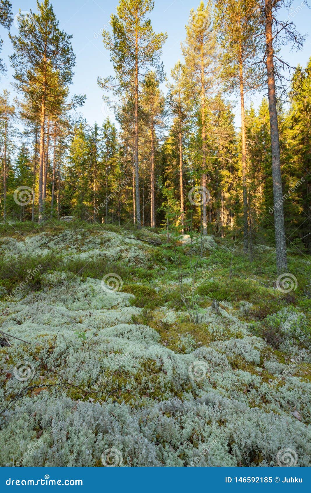 Lichen in forest landscape stock image. Image of nature - 146592185