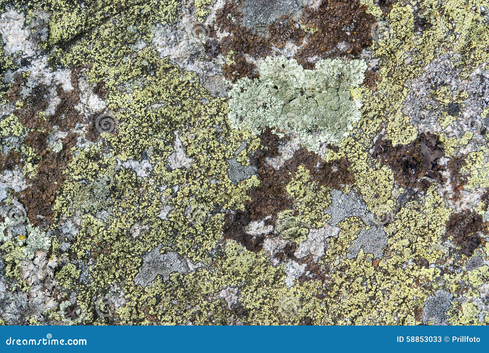 Lichen stock image. Image of closeup, mottled, overgrown - 58853033