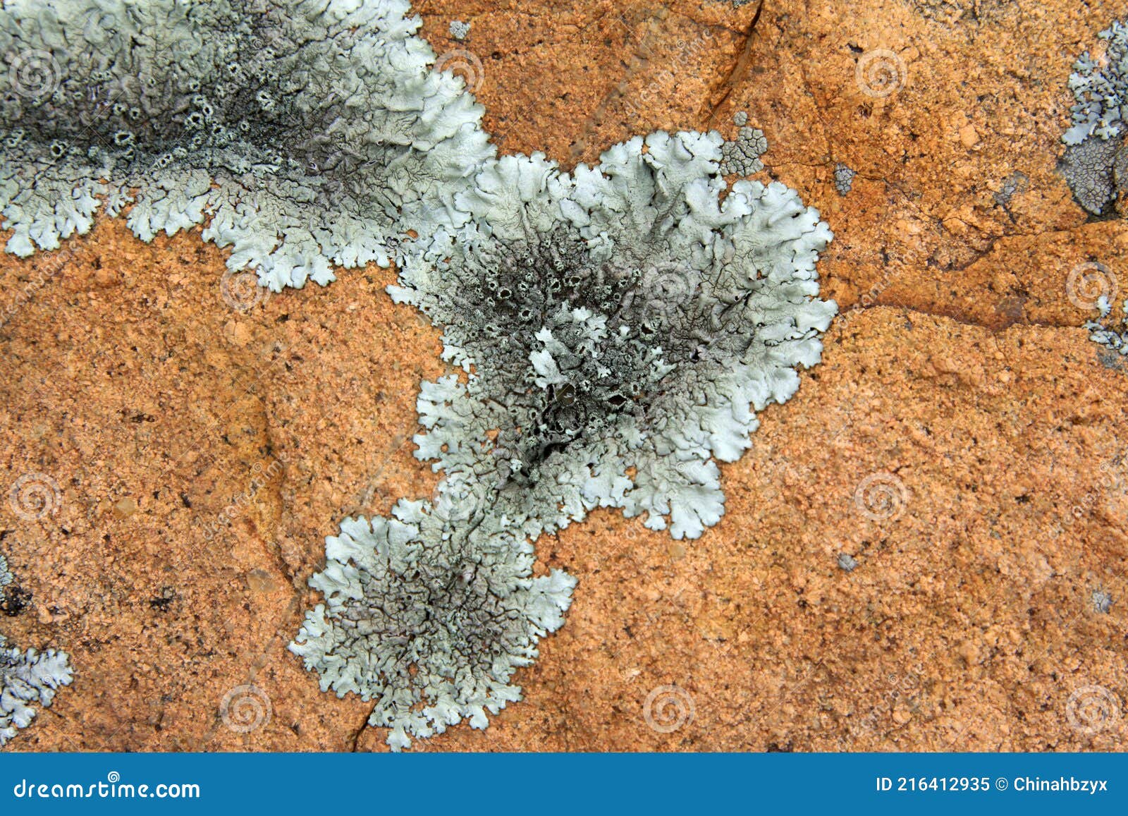 Lichen fungi on rocks stock image. Image of ecological - 216412935