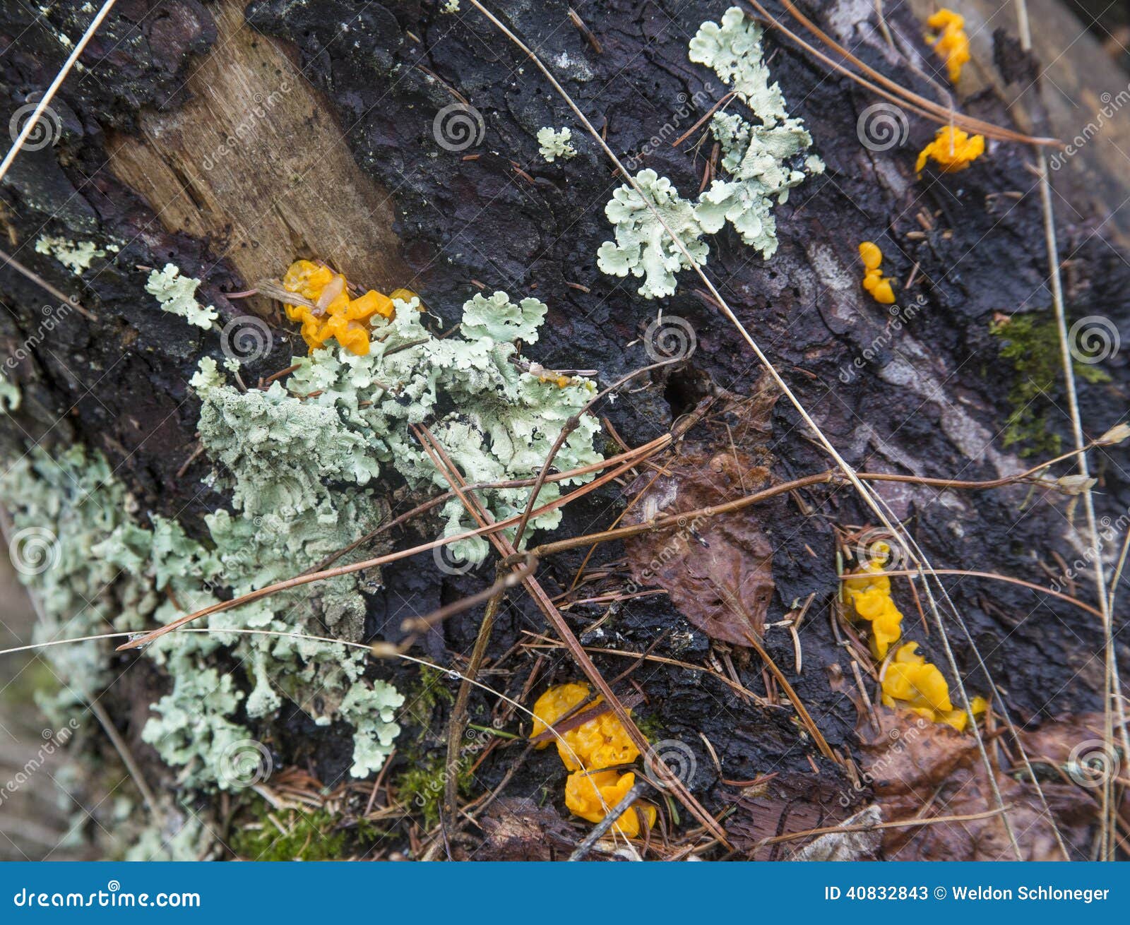 Lichen and Fungi on Rotting Log Stock Image - Image of fungi, forest ...