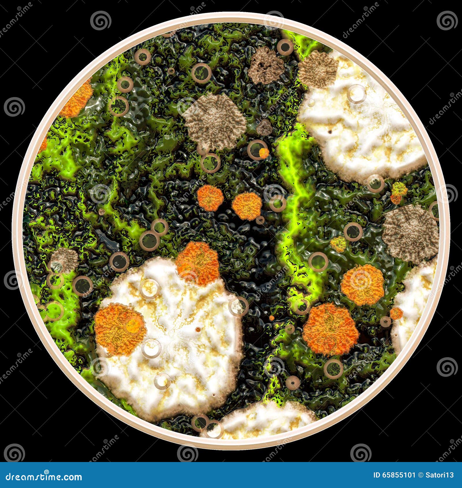 Lichen and Fungi Under Microscope Stock Image - Image of dirty ...
