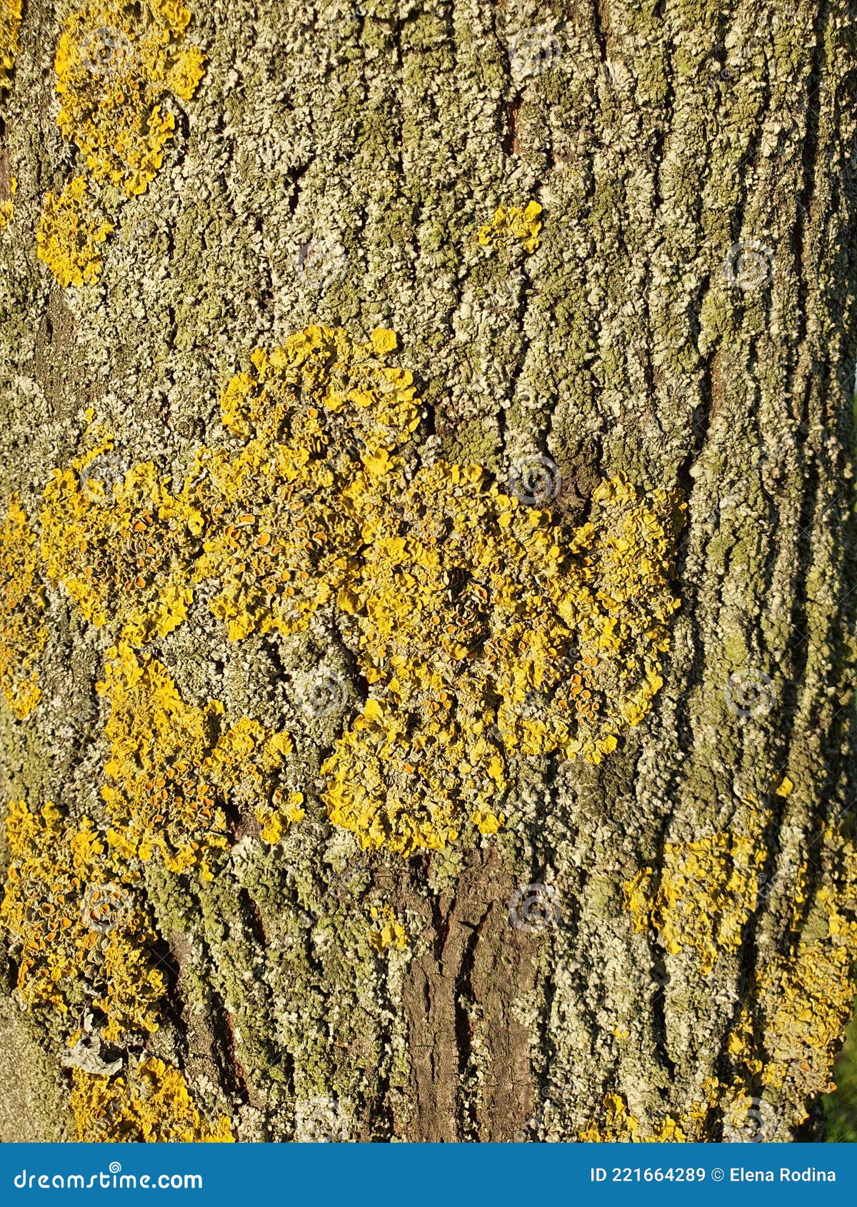 Lichen, Fungus on Tree Trunk Background. the Common Orange Lichen Plant ... Lichen, Fungus on Tree Trunk Background. the Common Orange Lichen Plant ...