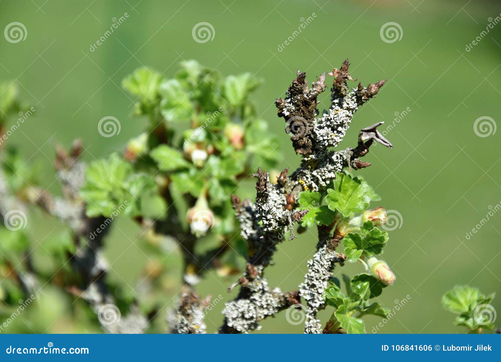 Lichen on Gooseberry, Gooseberries Buds in Spring. Stock Photo - Image ...