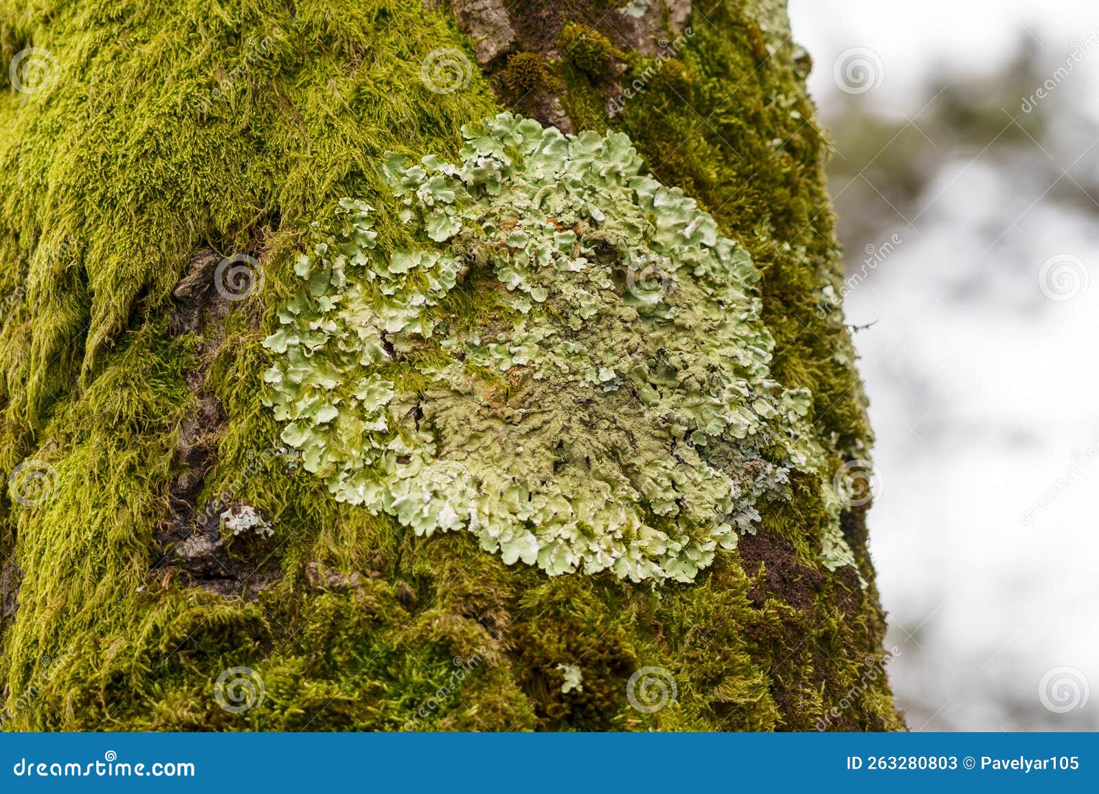 Lichen and Green Moss on the Bark of a Tree Trunk Stock Image - Image ...