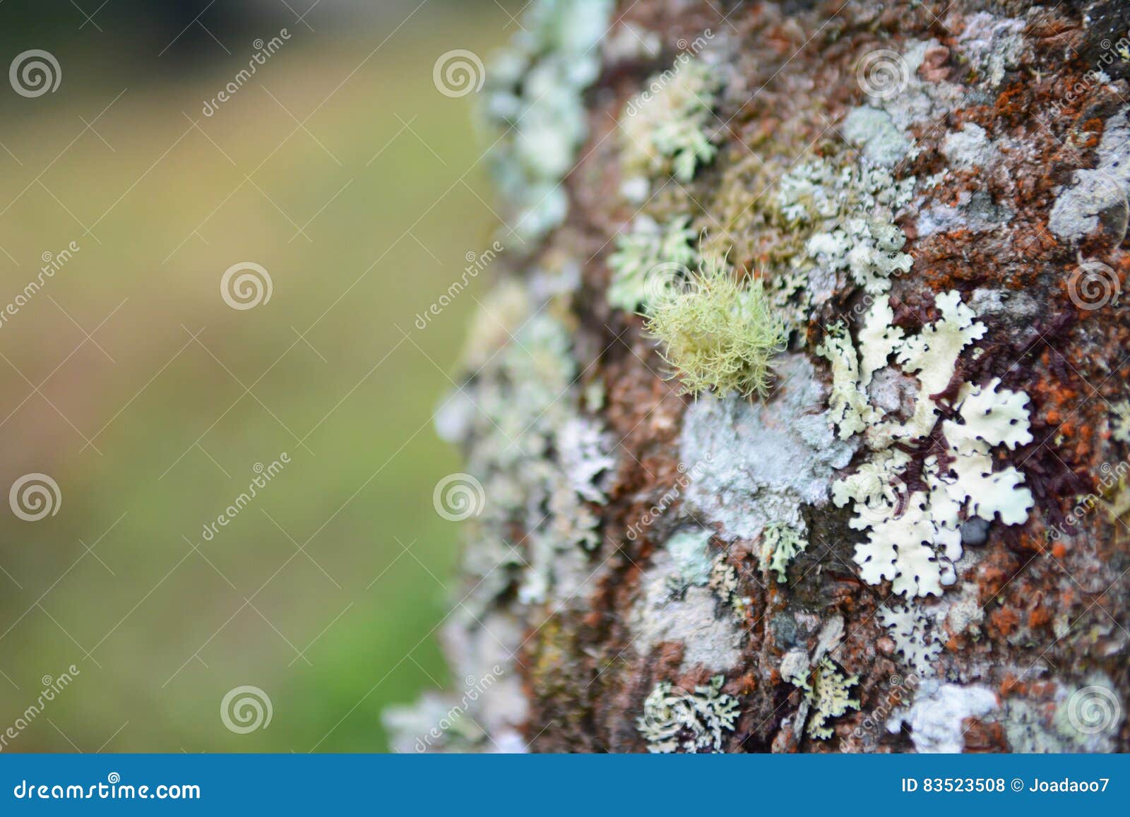 Lichen stock photo. Image of covered, growth, color, green - 83523508