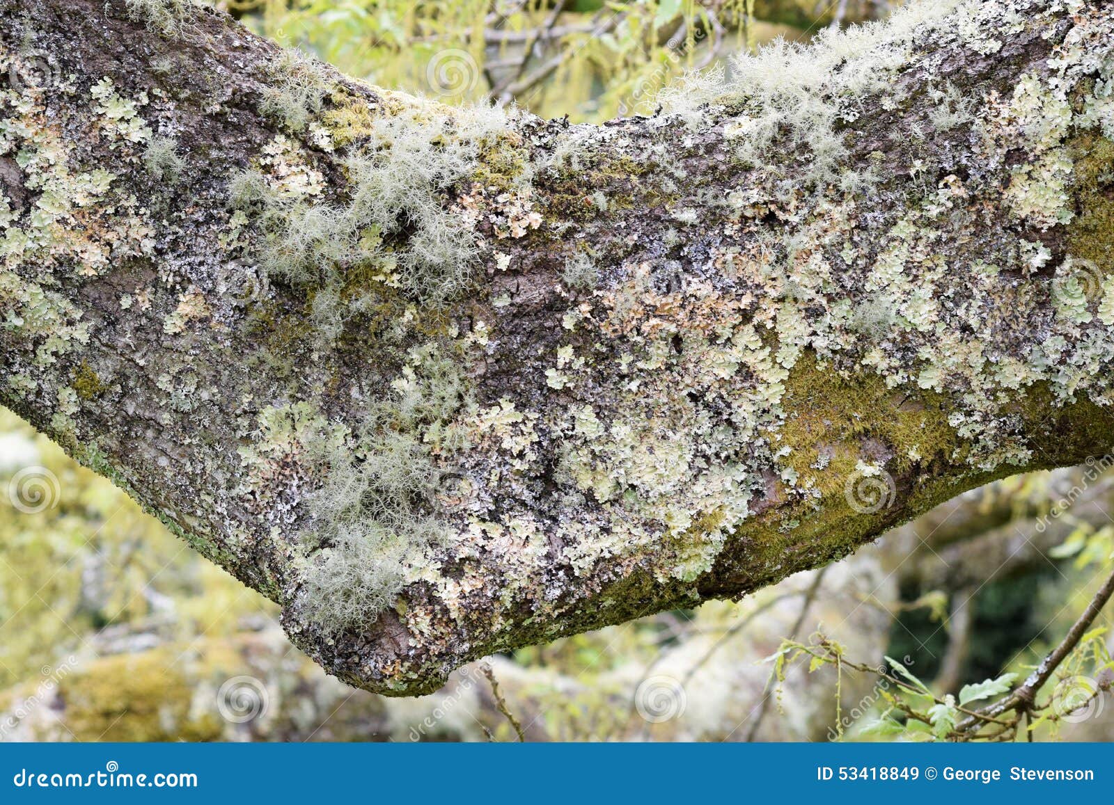 Lichen. stock image. Image of arboreal, nature, branch - 53418849