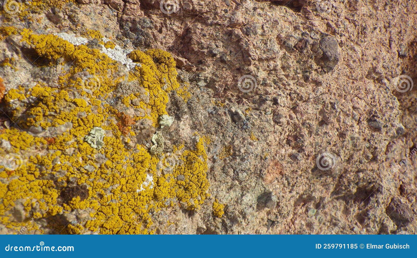 Lichen Growing in the Nature Stock Image - Image of nature, symbiotic ...