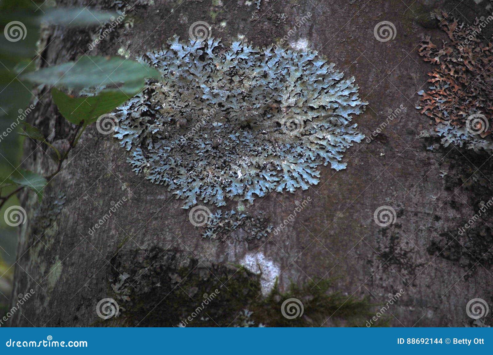 Lichen Growing on Old Dead Tree Stock Photo - Image of lichen, dead ...