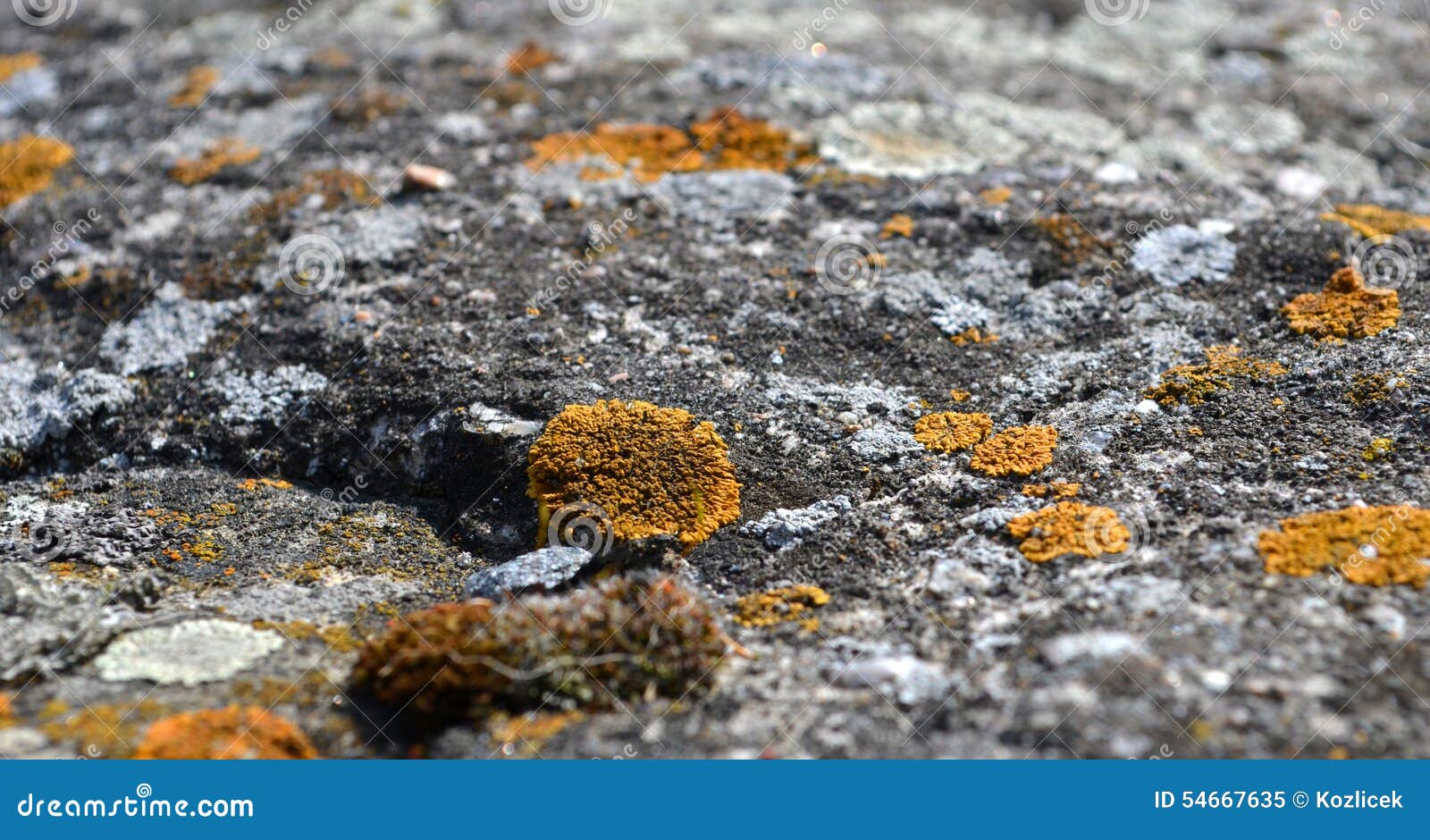 Lichen growing on a rock stock image. Image of rock, outdoors - 54667635