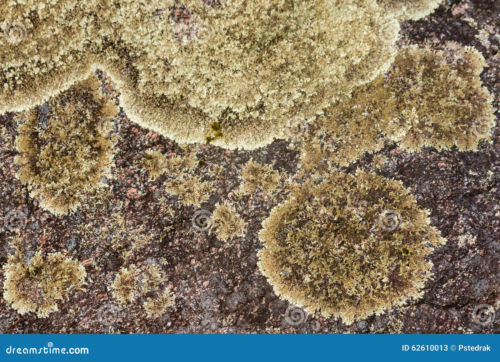 Lichen growing on rock stock image. Image of growing - 62610013