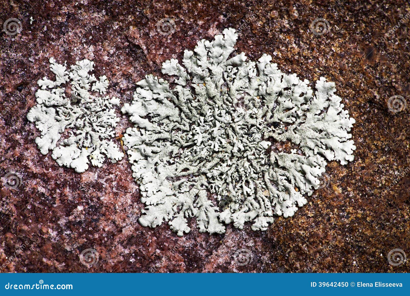 Lichen growing on rock stock photo. Image of natural - 39642450