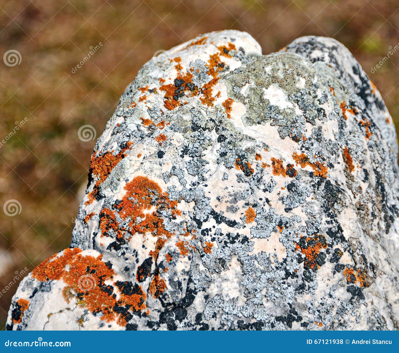 Lichen growing on rock stock photo. Image of color, granite - 67121938