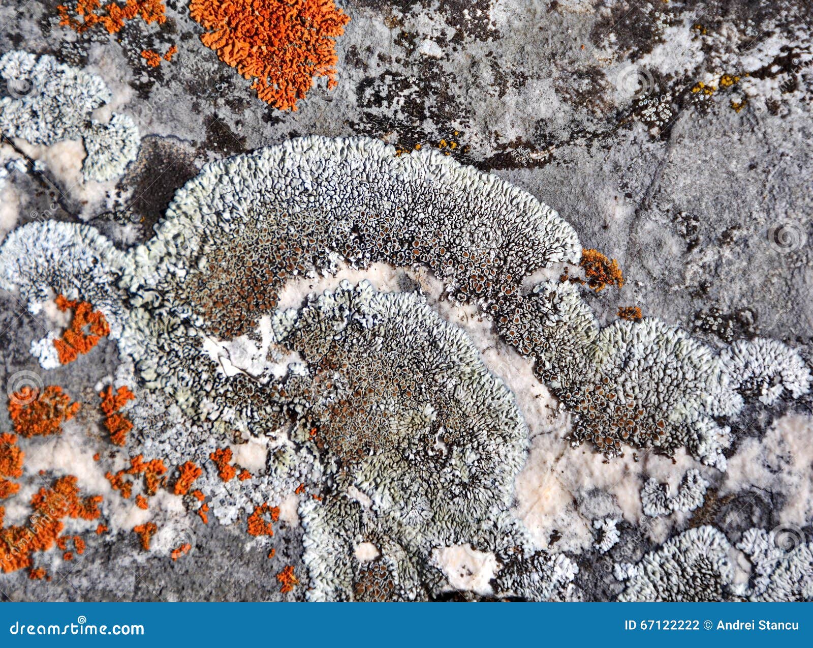 Lichen growing on rock stock photo. Image of outdoor - 67122222