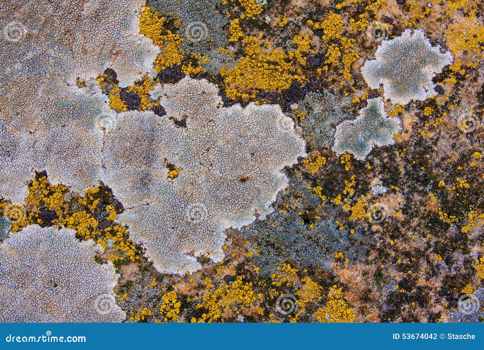 Lichen growing on rock stock photo. Image of lichen, rough - 53674042