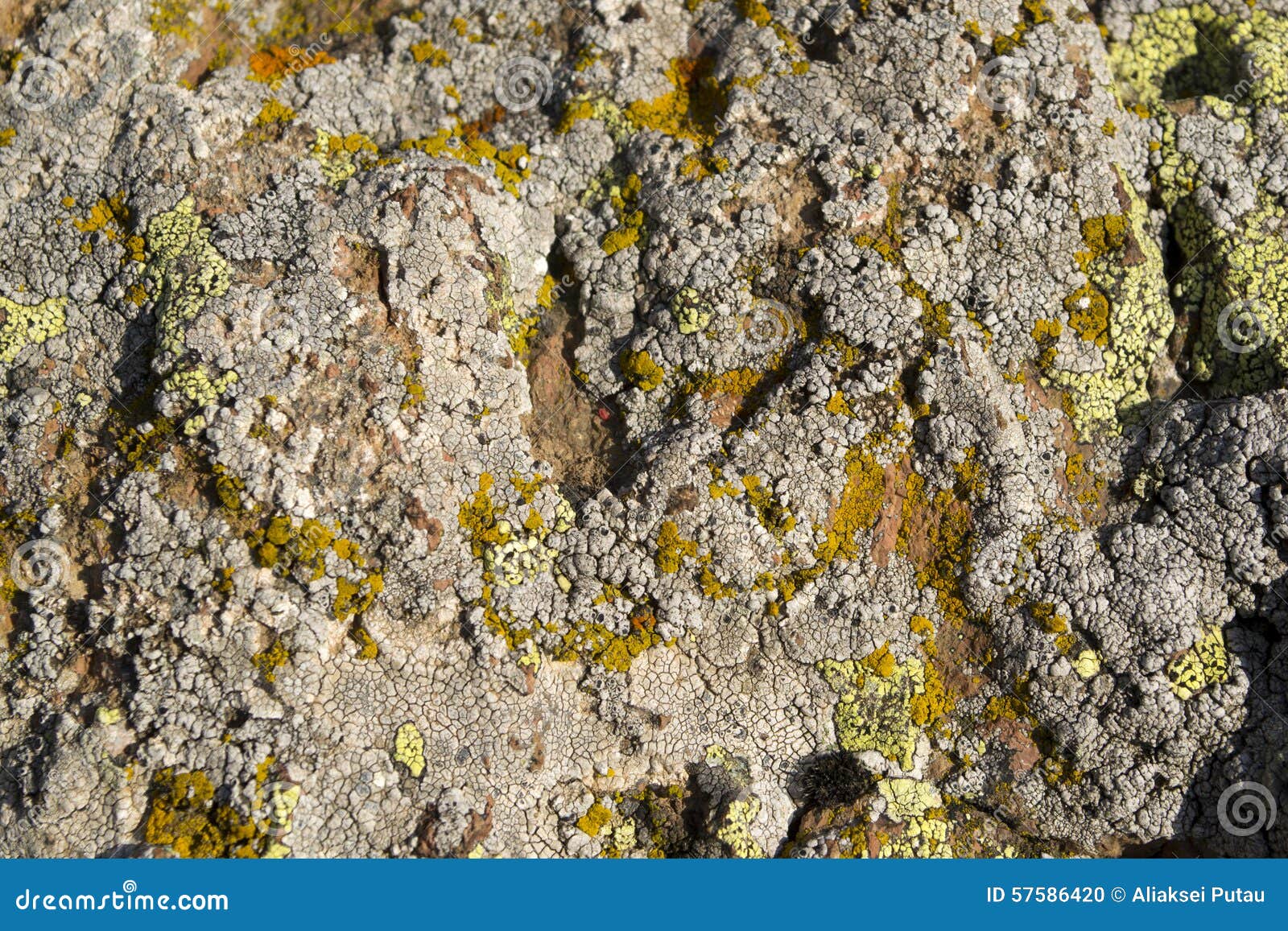Lichen growing on rock stock photo. Image of life, environment - 57586420