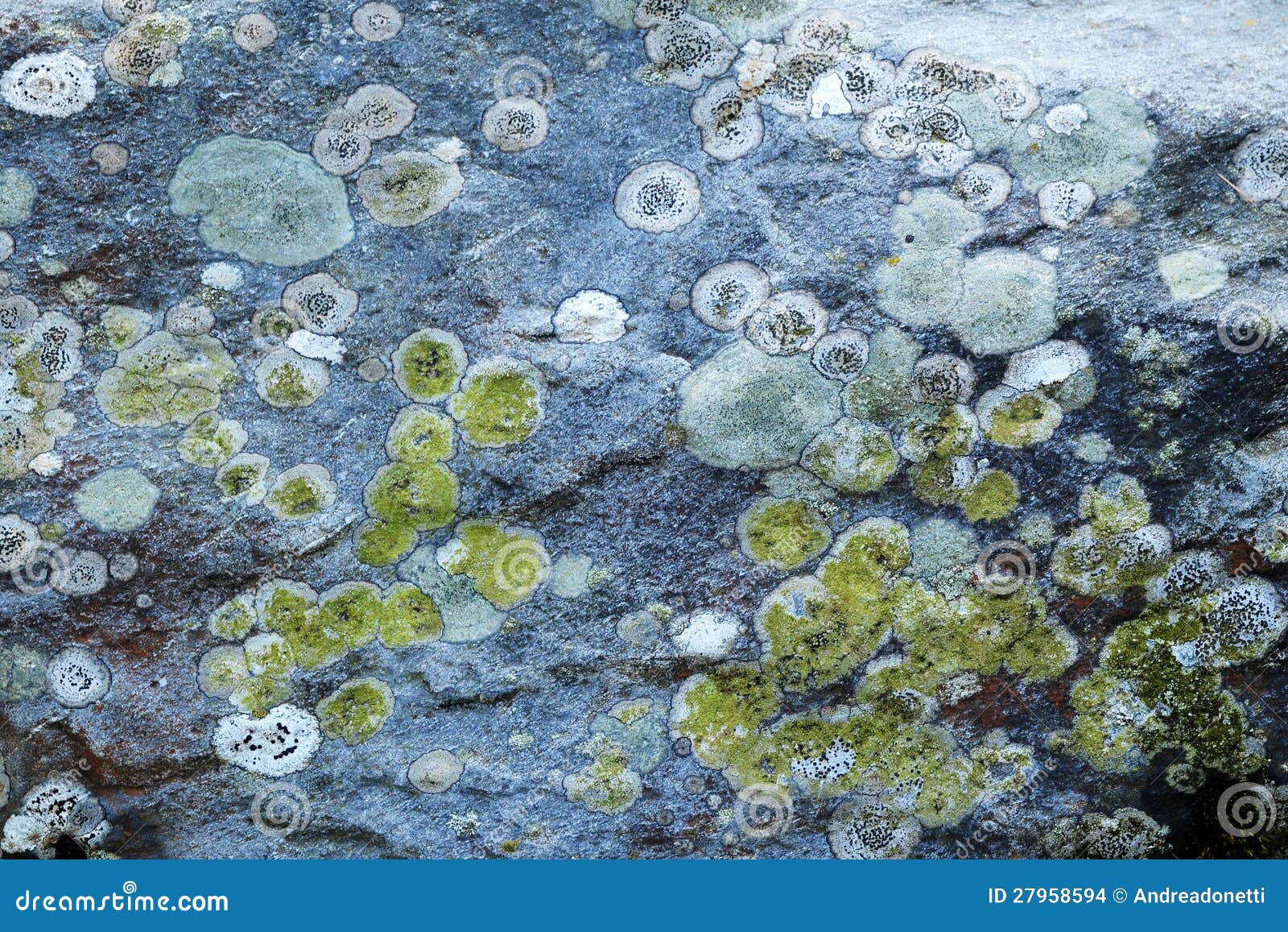 Lichen Growing on a Rock Surface Stock Photo - Image of rock, botanical ...
