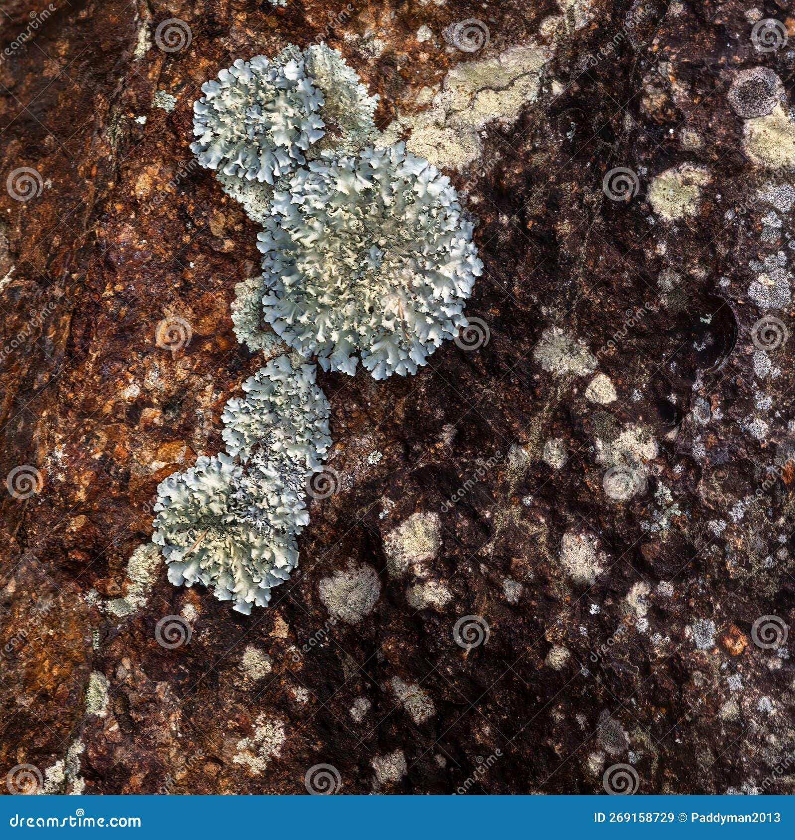Lichen Growing on Rusty Colored Rock Stock Image - Image of macro ...