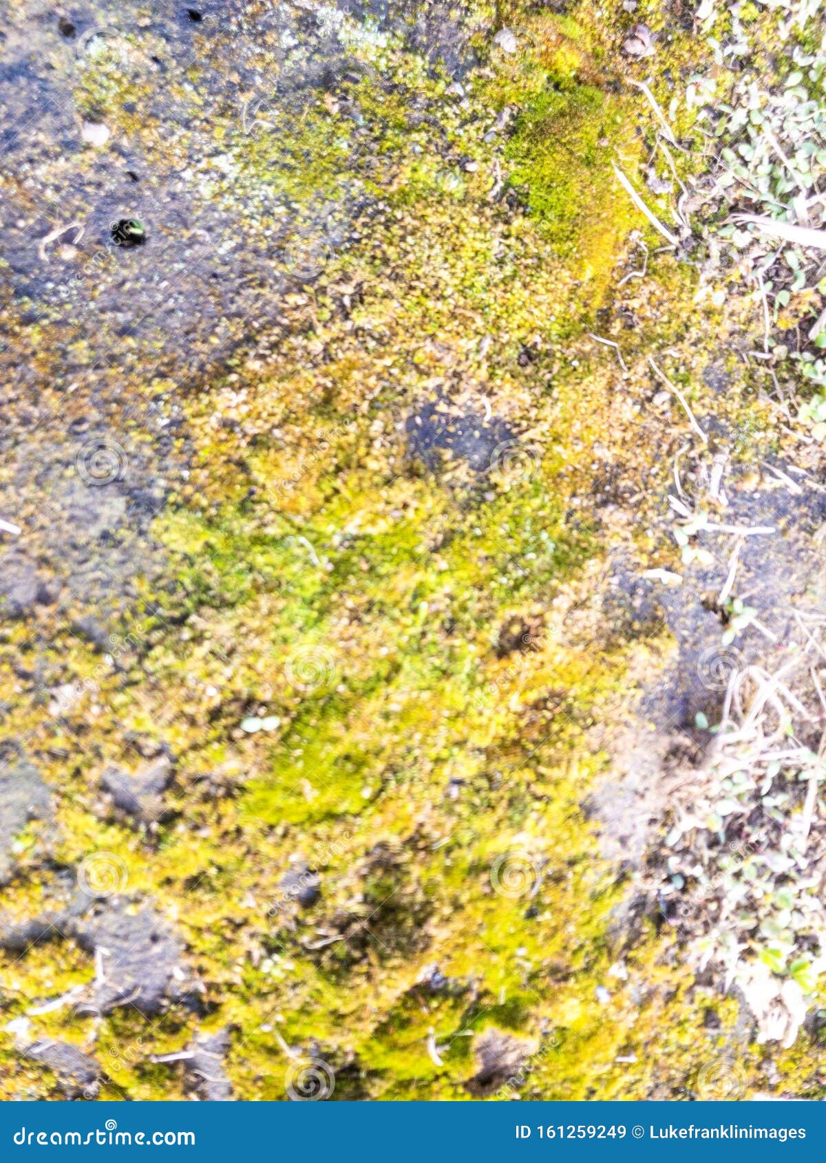 Lichen Growing on Surface of Ground Stock Image - Image of field ...