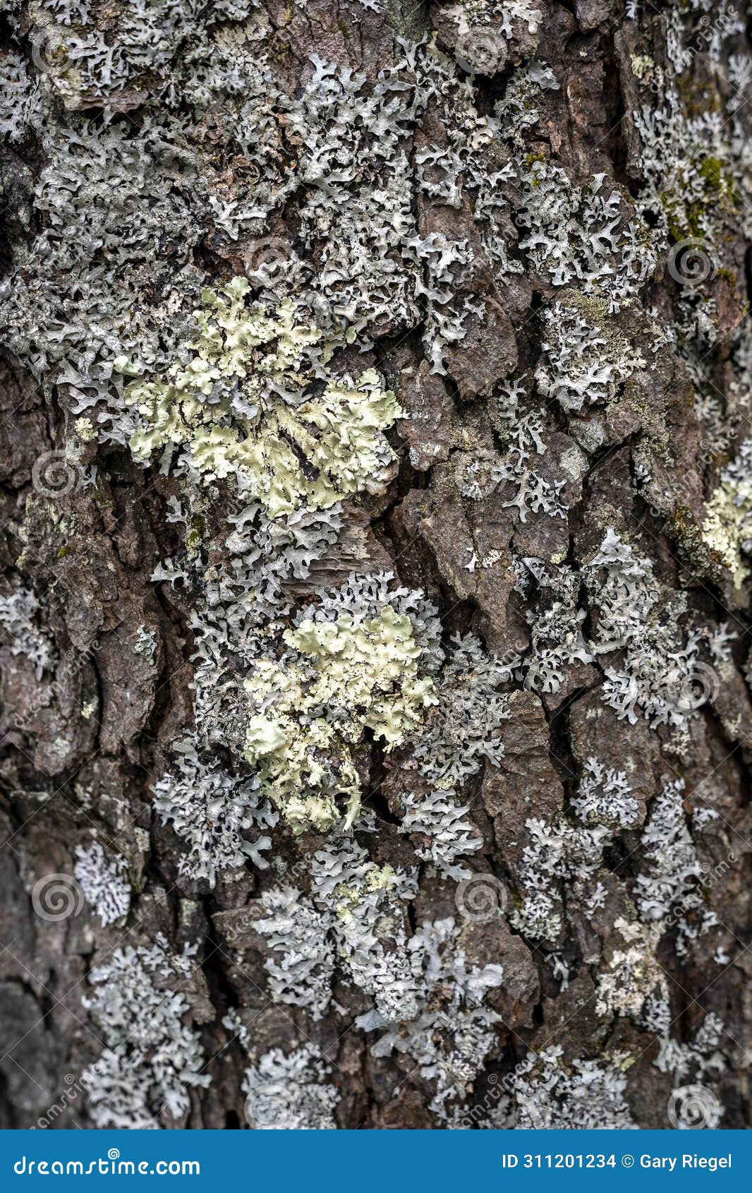 Lichen growing on a tree stock photo. Image of close - 311201234