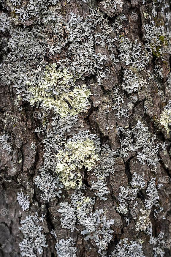 Lichen growing on a tree stock photo. Image of close - 311201234