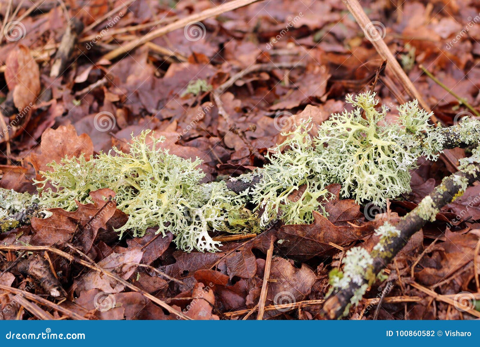 Lichen stock photo. Image of brown, lichen, fall, nature - 100860582