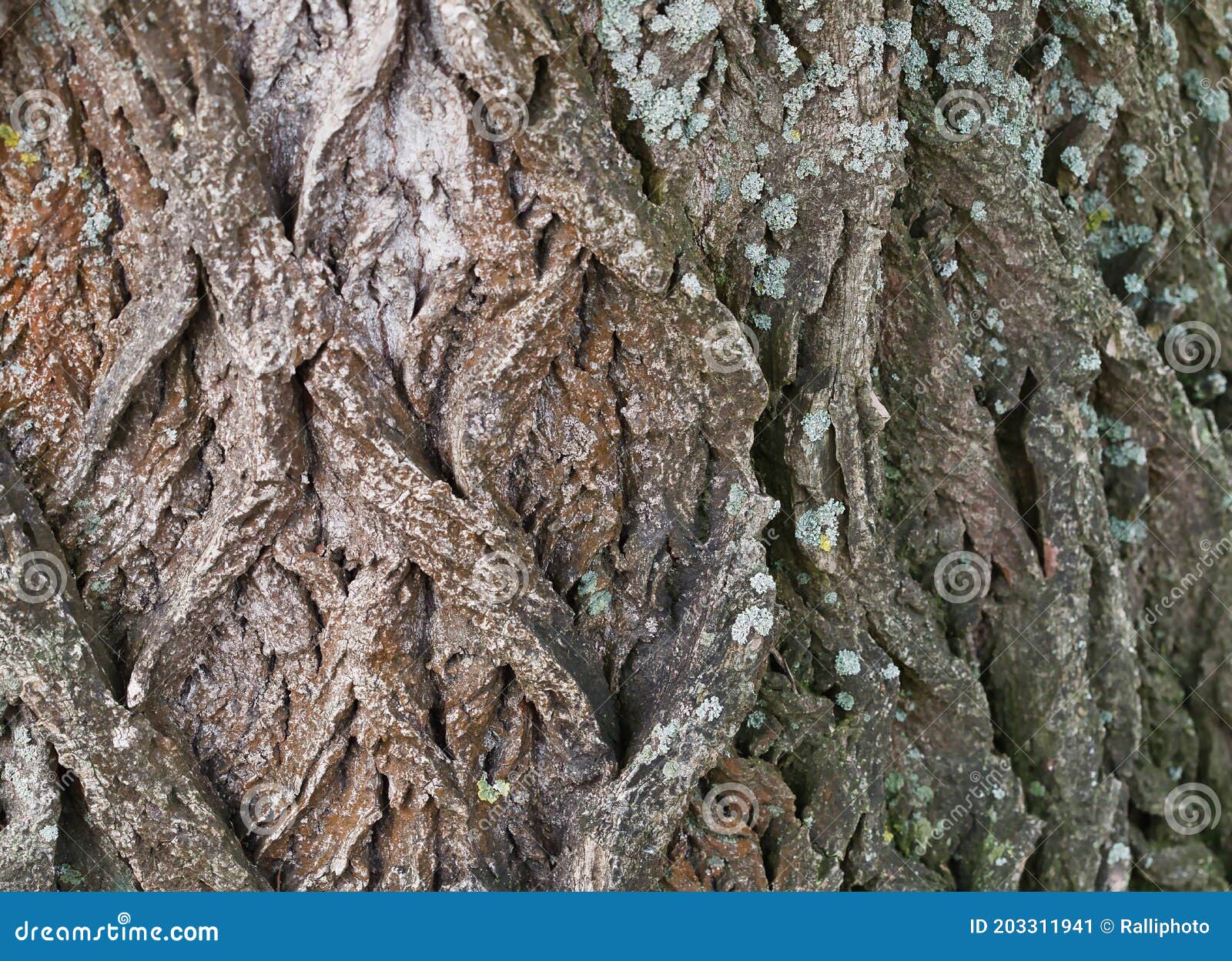 Natural Patterns and Lines on Tree Bark. Stock Image - Image of natural ...