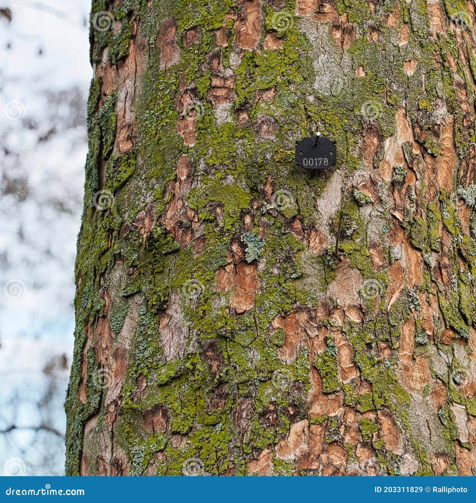 Natural Patterns and Lines on Tree Bark. Stock Image - Image of texture ...