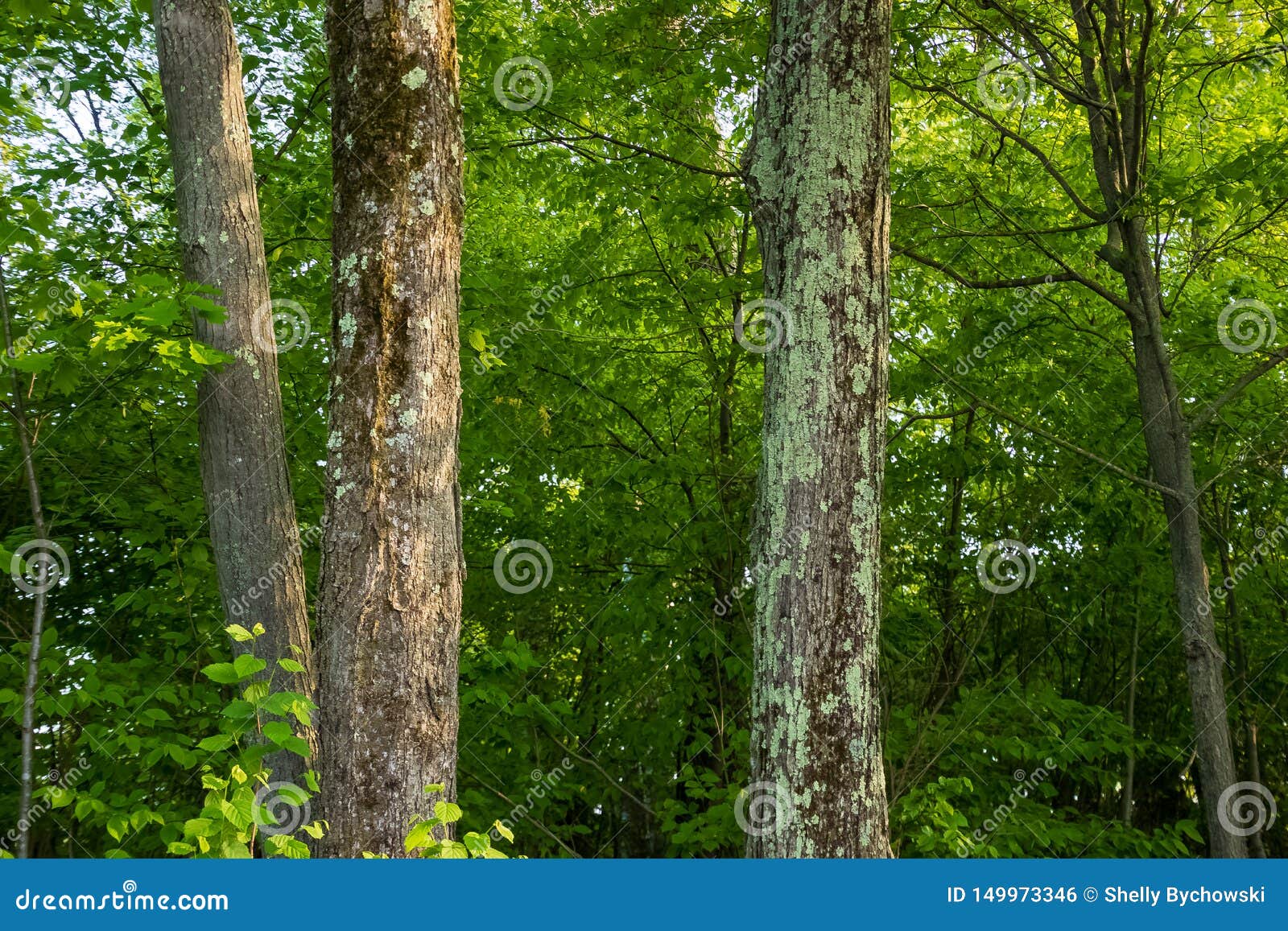 Lichen Grows on Coniferous Tree in a Boreal Forest of the Northwoods ...