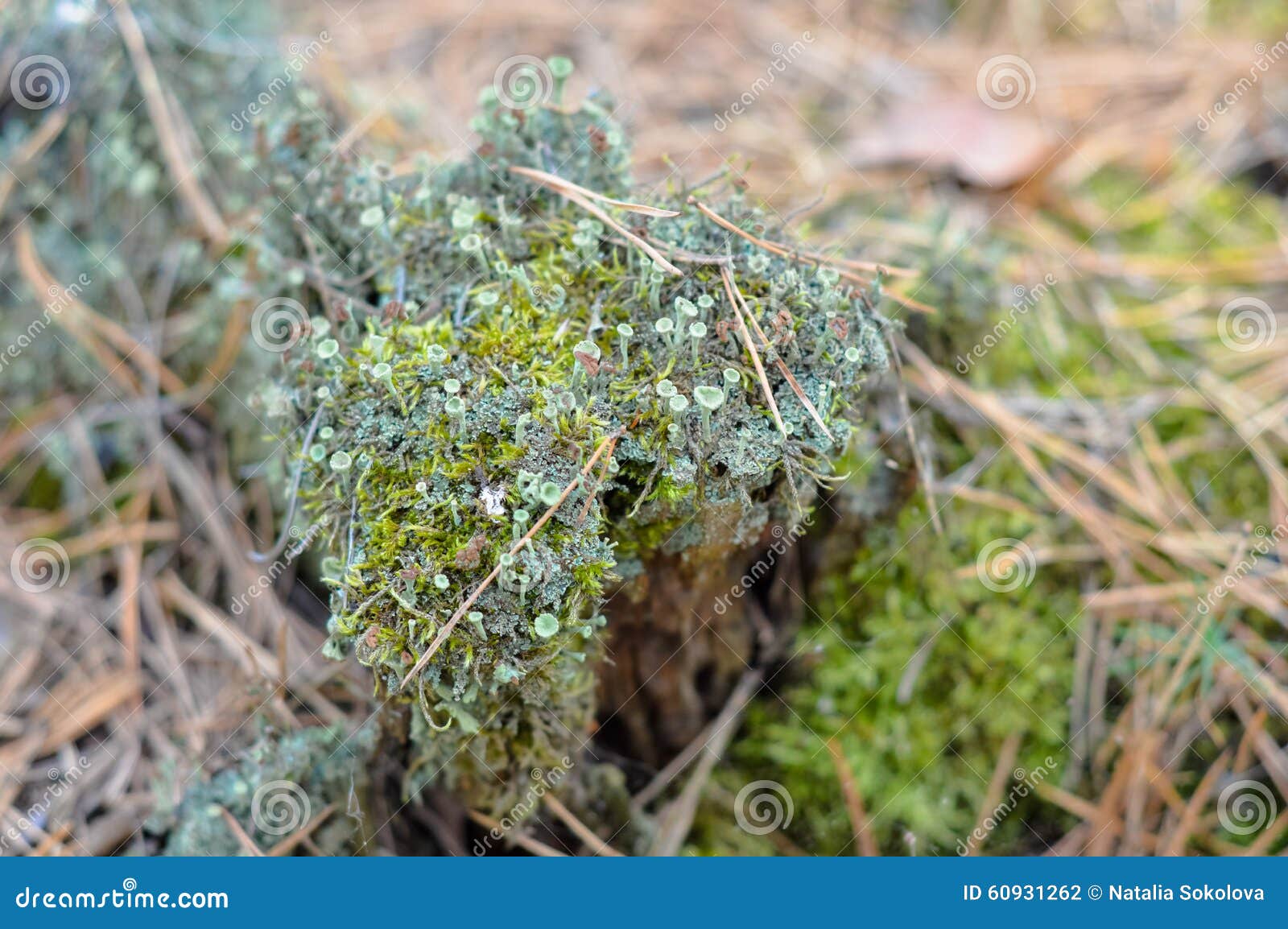 Lichen stock photo. Image of green, meet, symbiosis, ascomycetes - 60931262