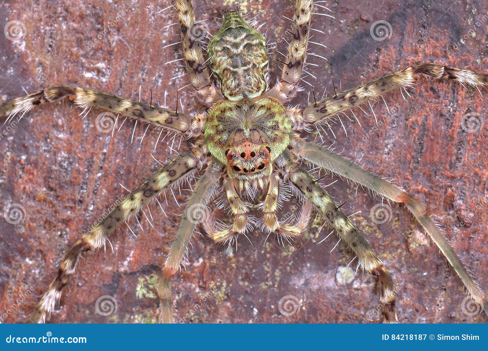 Lichen Huntsman Spider stock image. Image of insect, spider - 84218187
