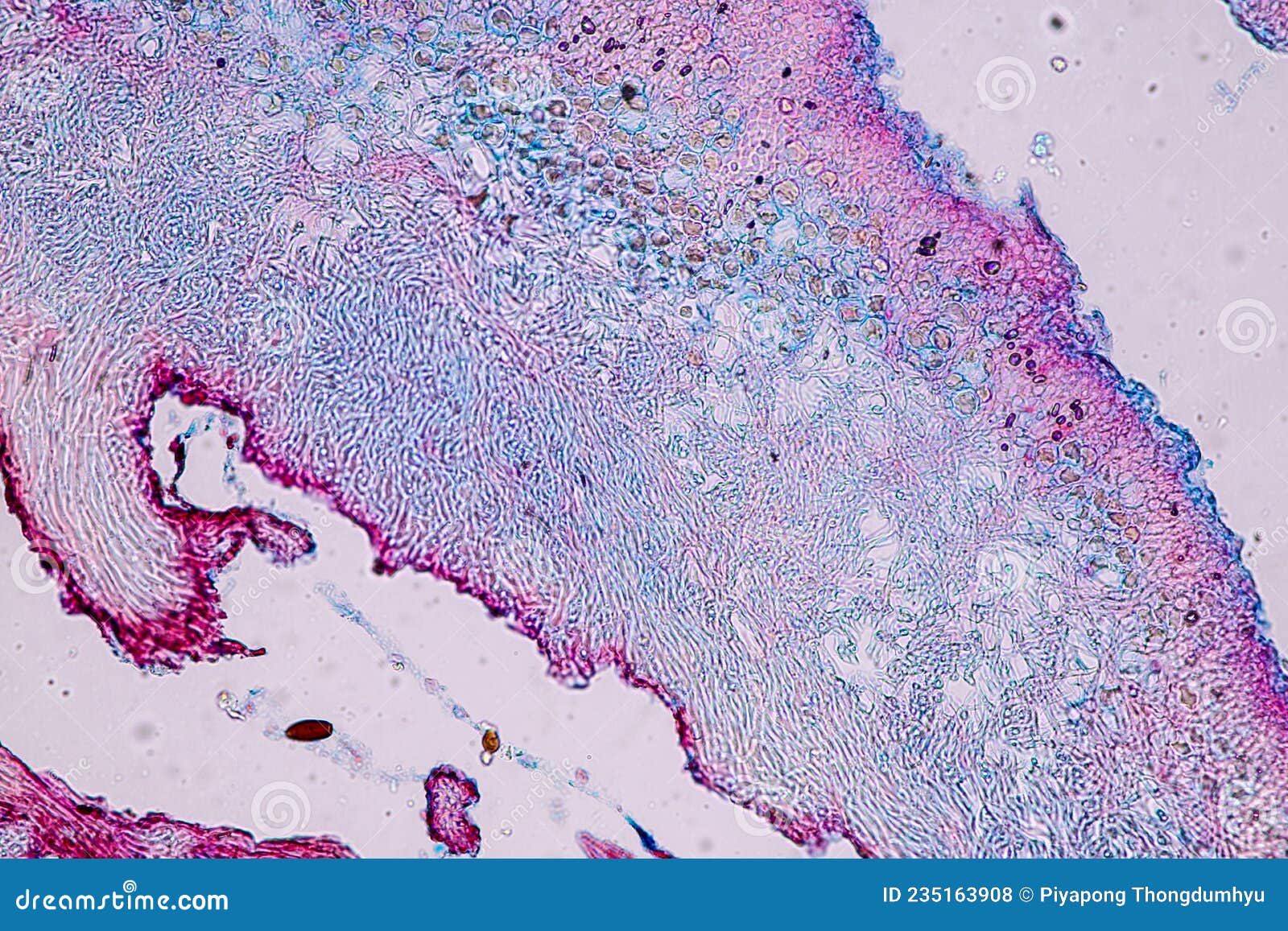 Lichen, Hyphae and Symbiotic Algae Under the Microscope for Education ...