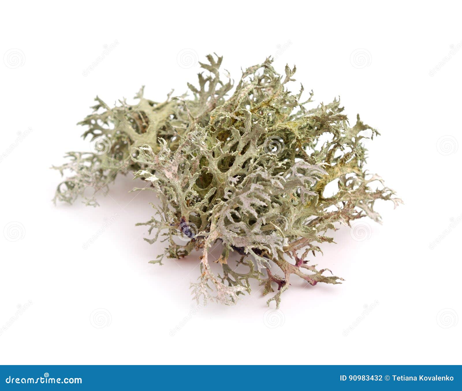 Lichen Isolated on White Background Stock Photo - Image of textured ...