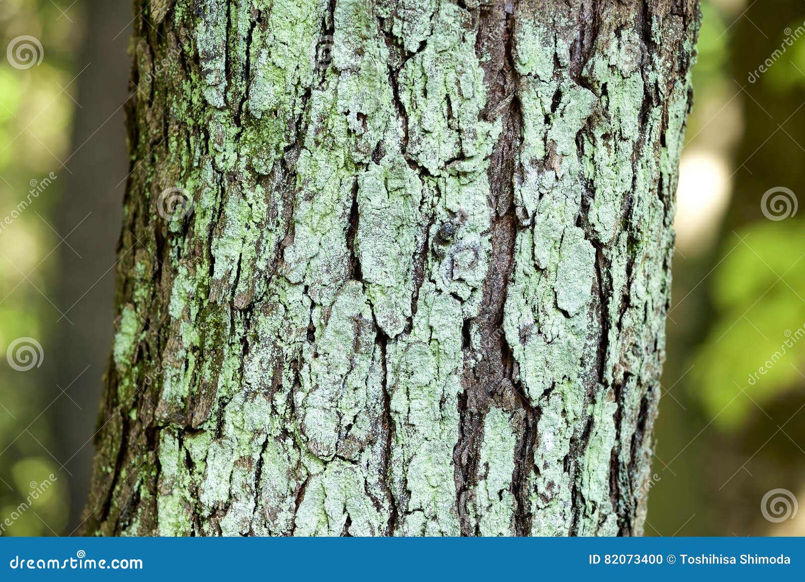 The Lichen of the Lacquer Tree Stock Photo - Image of lichen ...