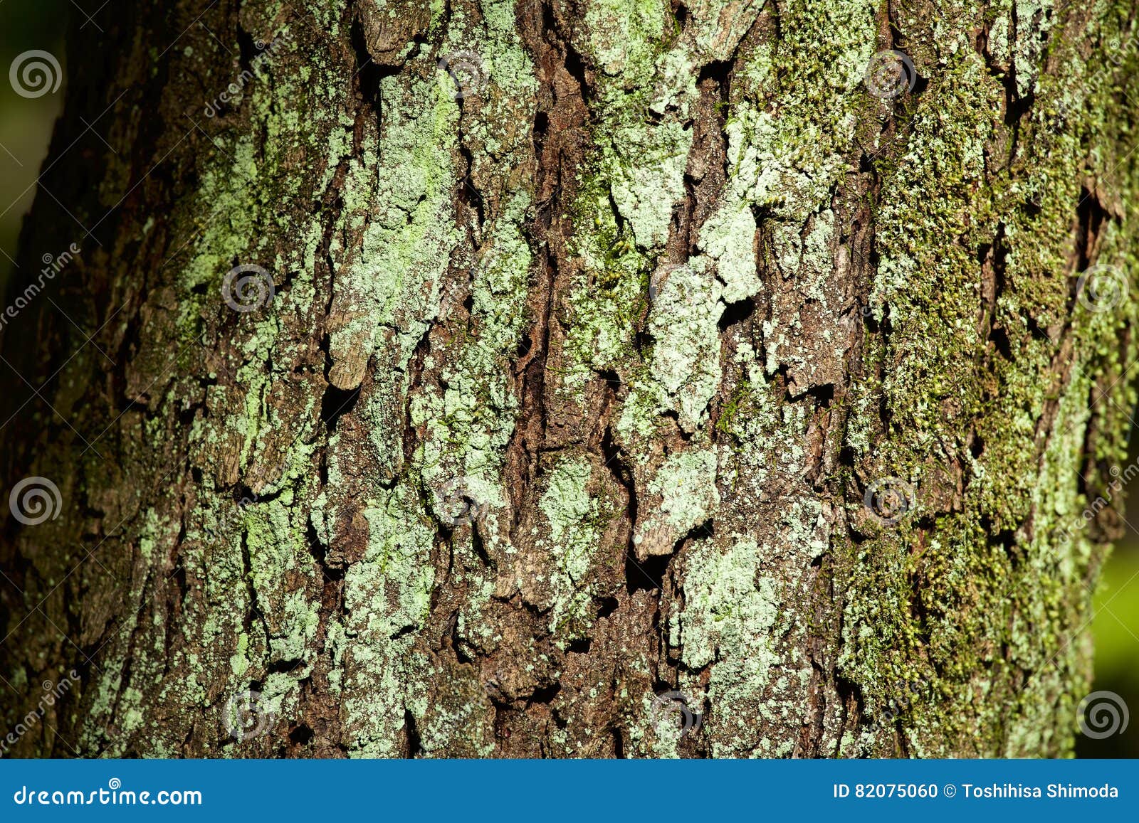The Lichen of the Lacquer Tree Stock Photo - Image of detail, rough ...