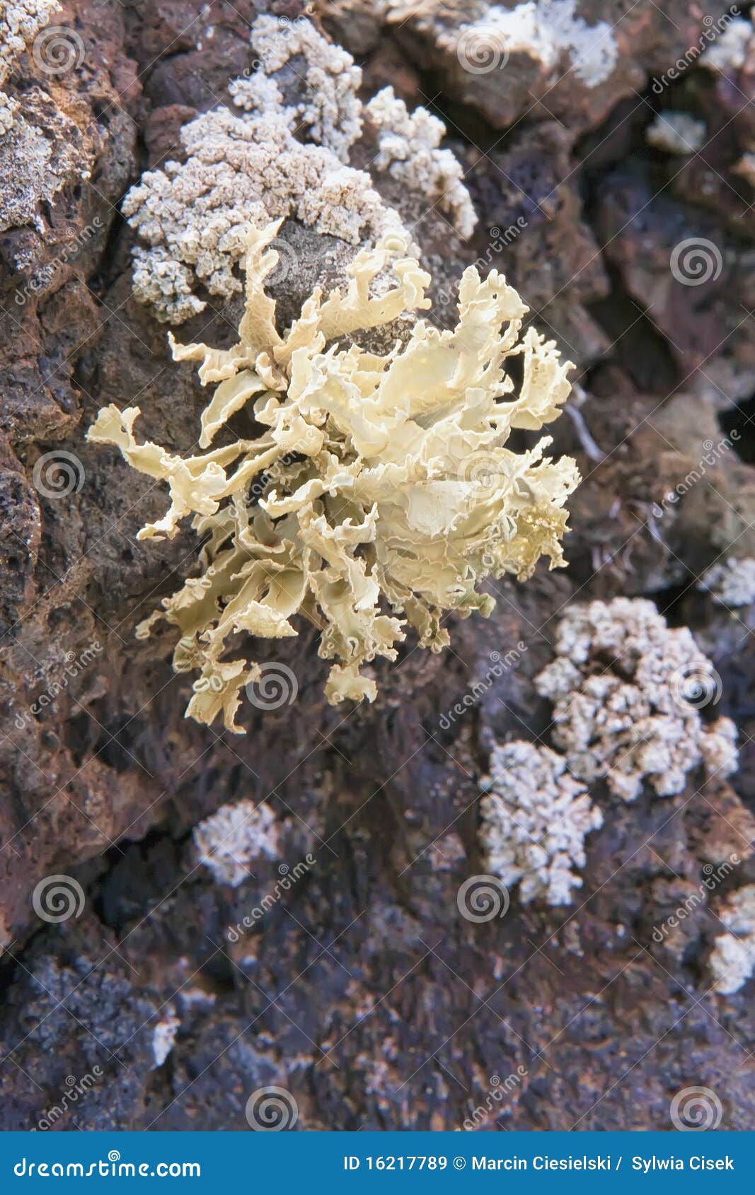 Lichen on lava stock image. Image of life, lava, timanfaya - 16217789