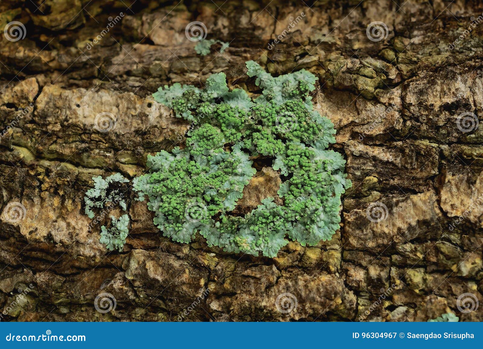 Lichen stock image. Image of design, green, dark, macro - 96304967