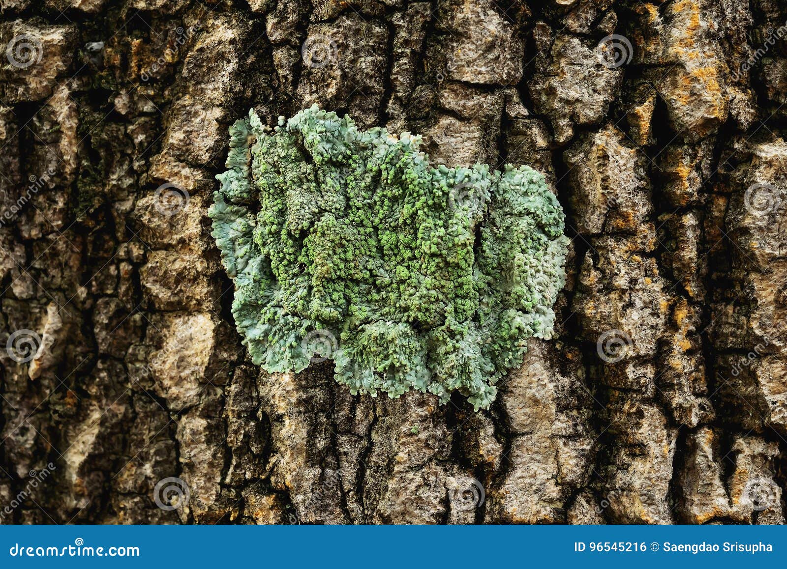 Lichen stock photo. Image of hypogymnia, ecology, abstract - 96545216