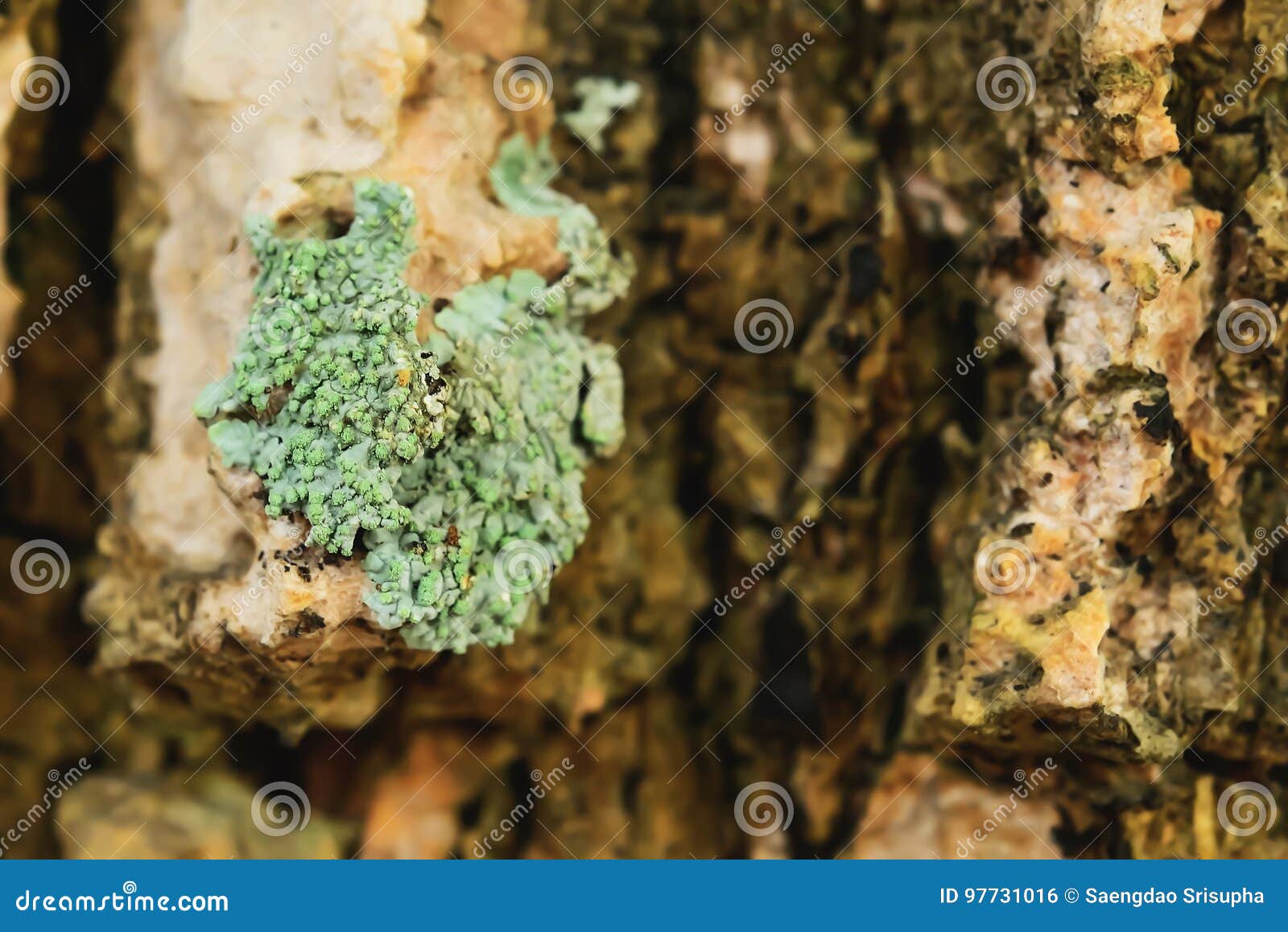 Lichen stock photo. Image of abstract, backdrop, fungi - 97731016