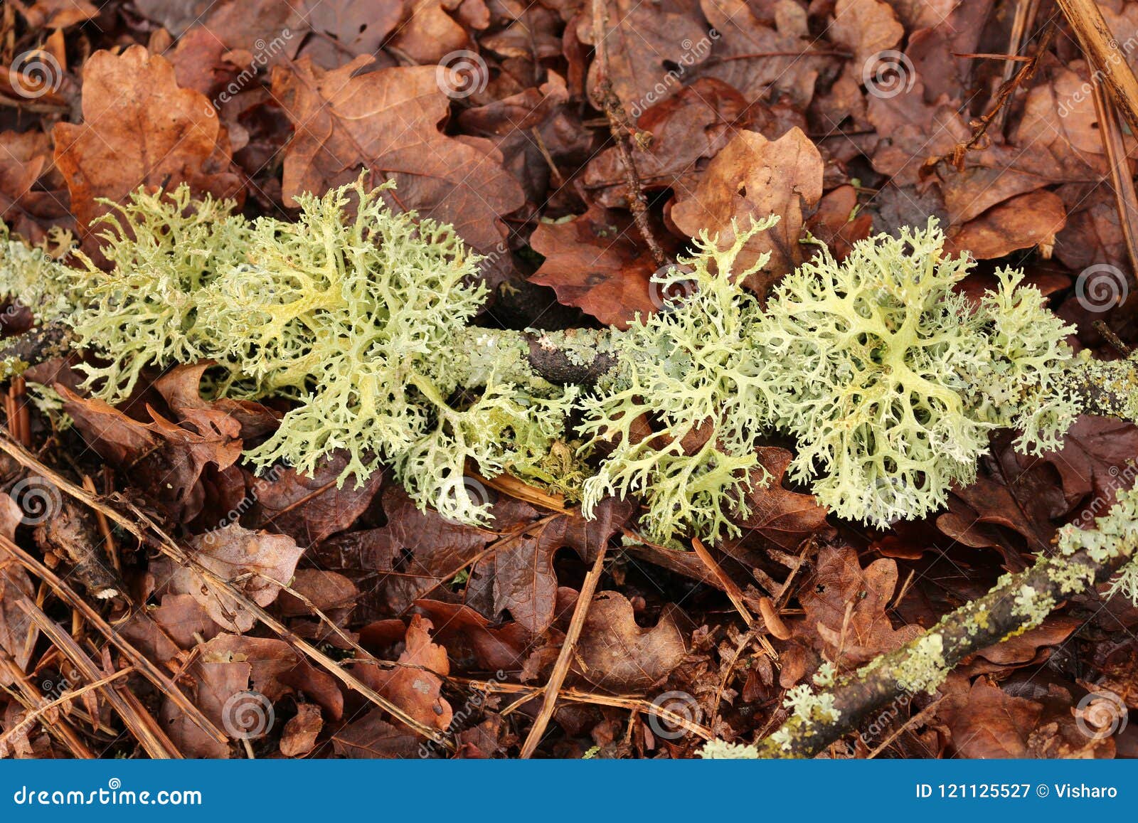 Lichen on leaves stock image. Image of macrolichen, plant - 121125527