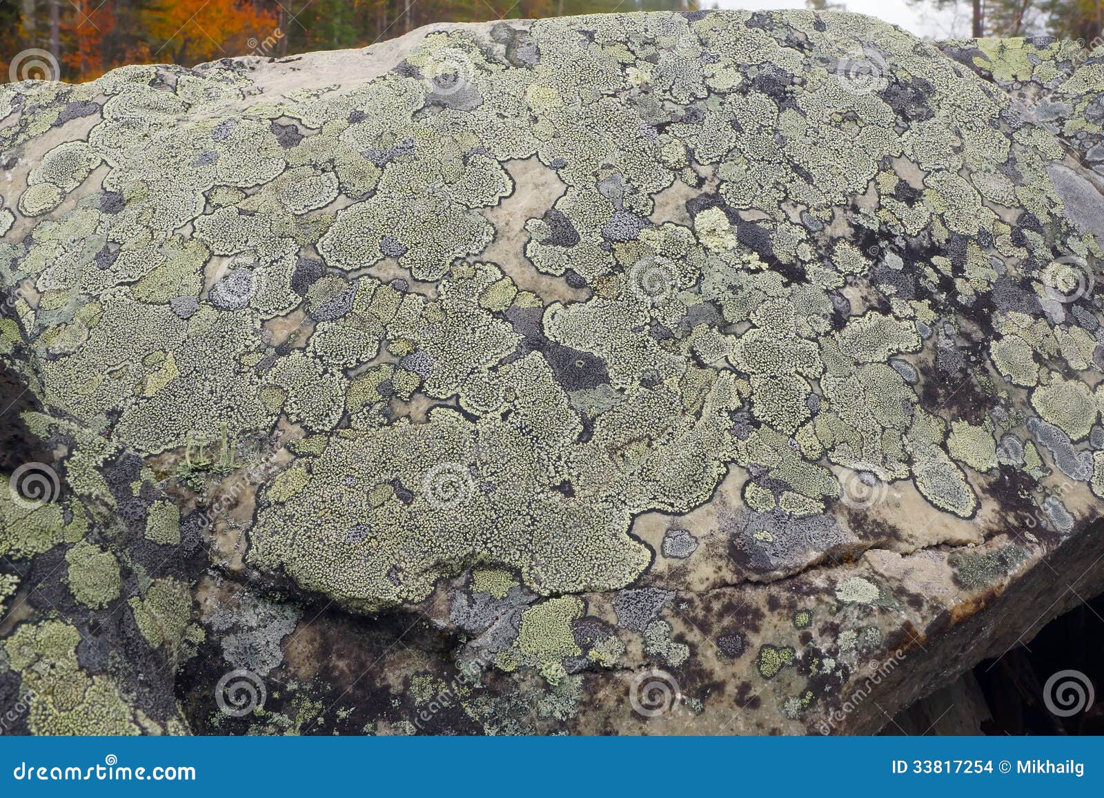 Lichen and mold stock photo. Image of dappled, rock, nature - 33817254