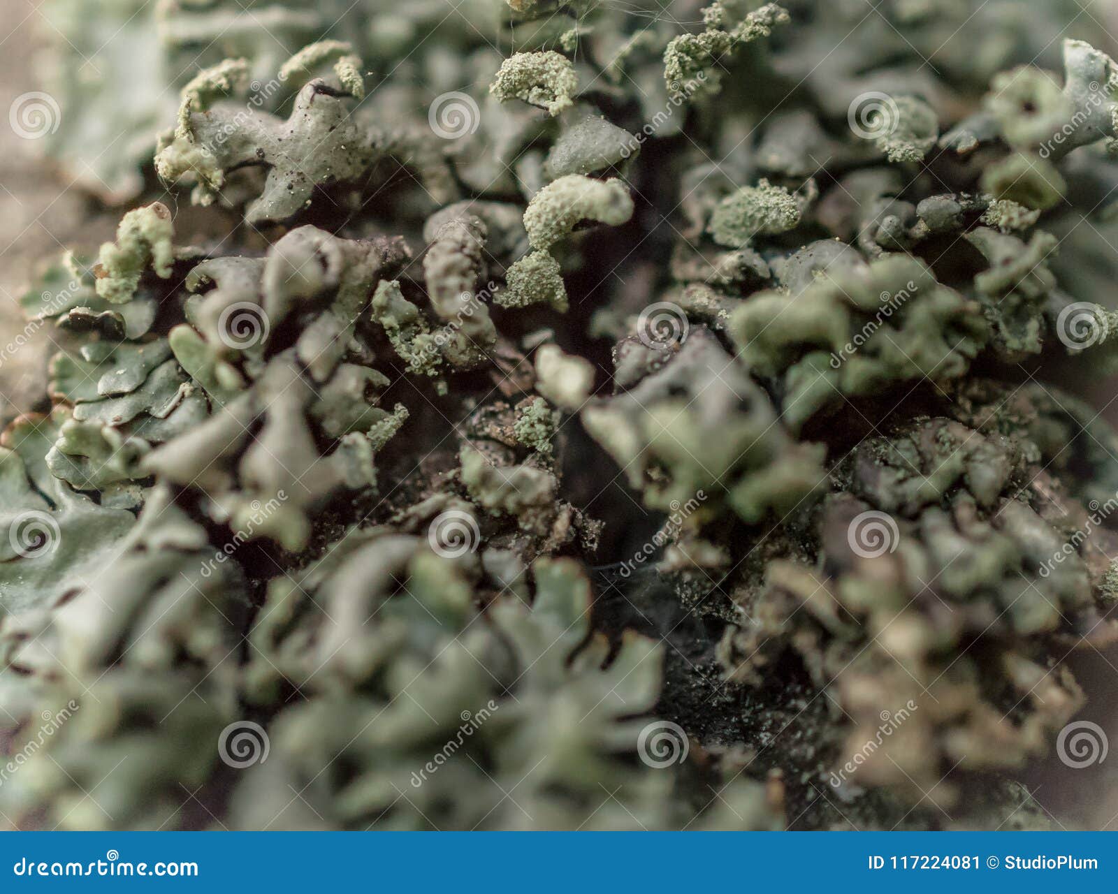 Lichen Moss on the Bark of a Pine Tree Stock Image - Image of lichen ...