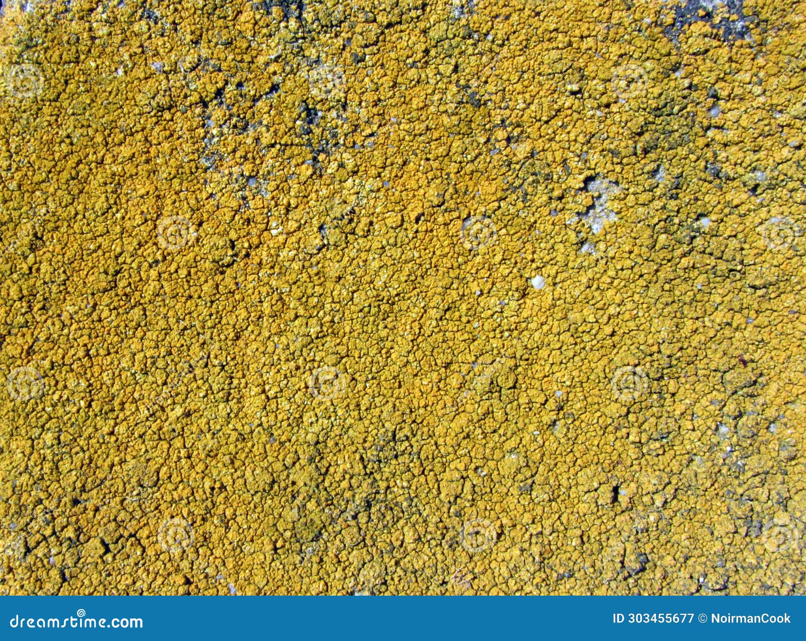 Lichen Moss Mold Colonies Wall Macro Closeup Stock Image - Image of ...