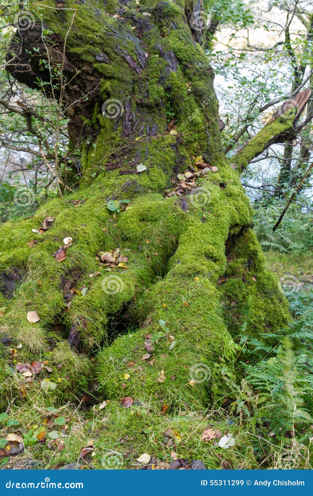 Lichen moss on old tree stock image. Image of bark, forest - 55311299