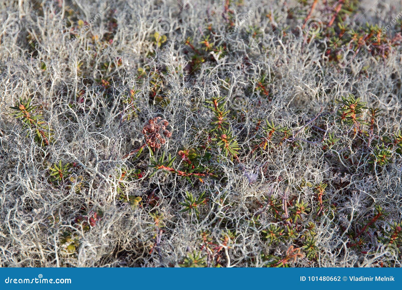 Lichen and moss in tundra stock photo. Image of lichen - 101480662