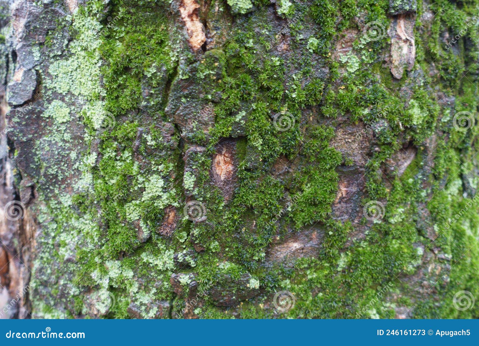Lichen and Moss on Wet Bark Stock Image - Image of cork, backdrop ...