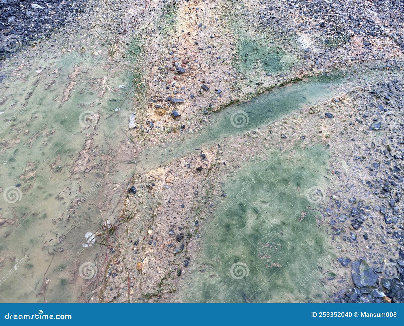 Lichen and Mud on the Ground Stock Photo - Image of aquatic, track ...