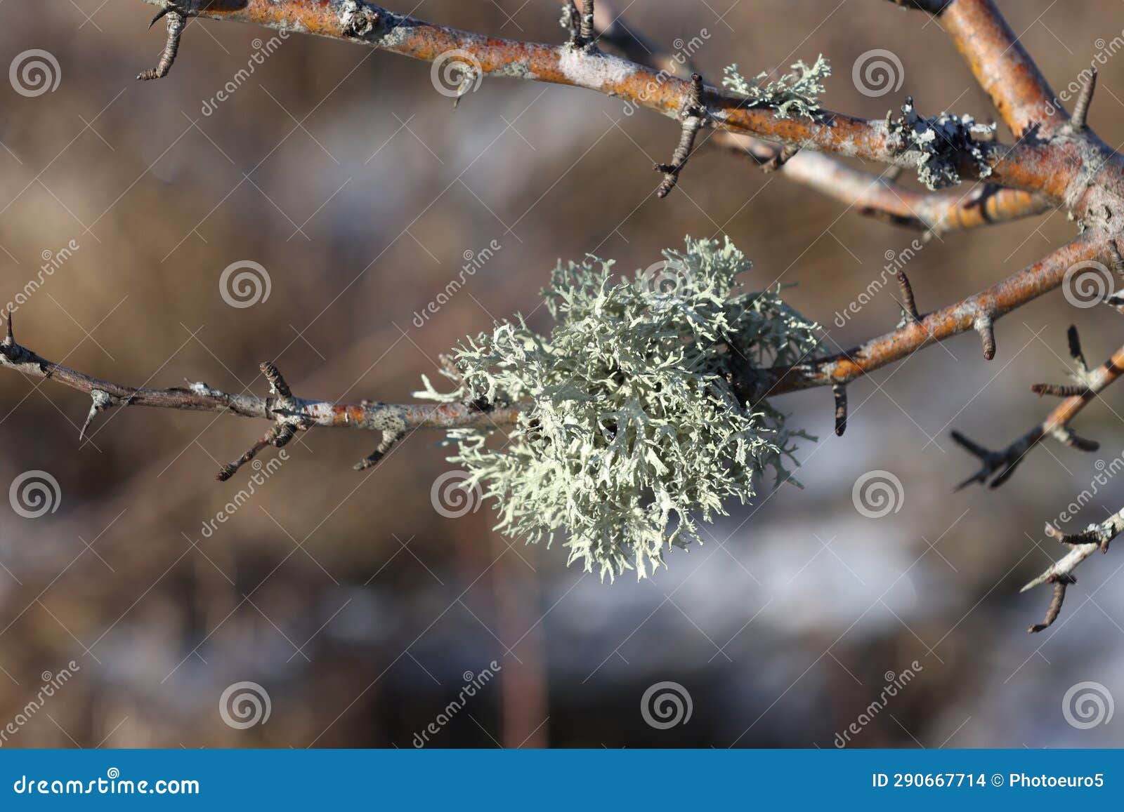Lichen Mushroom Plant Growing on a Branch Stock Photo - Image of ...